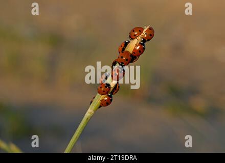 7 Spot Ladybird (Coccinella 7-punctata) concentration of swarming ...