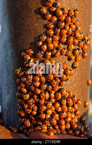 7 Spot Ladybird (Coccinella 7-punctata) concentration of swarming ...