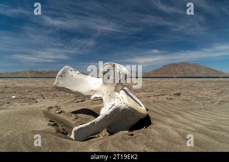Grey whale bone Whalebones on the bay of San Ignacio Lagoon, Baja ...