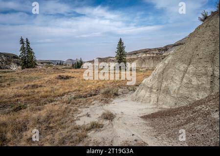 Spruce trees in the badlands of Horseshoe Canyon near Drumheller ...
