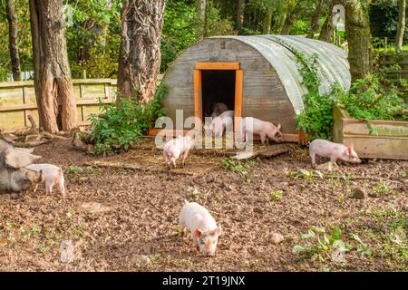 Piglets outside a pig sty snuffling in mud Stock Photo - Alamy