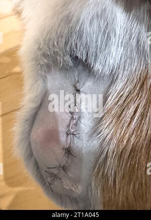 Cat sick with a surgically treated wound Stock Photo - Alamy