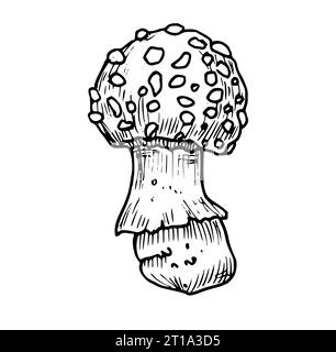 Fly agaric hand sketch. Linear contour vector illustration. Vector ...