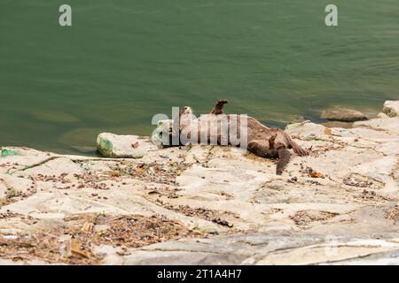 A lone female smooth coated otter cautiously rests on the edge of a ...