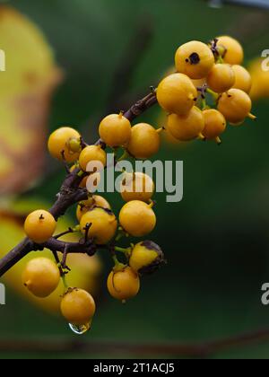 Yellow autumn berries of the hardy deciduous twining climber, Celastrus ...