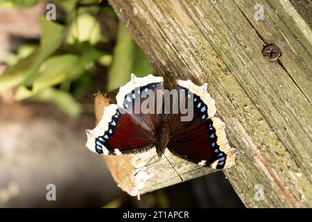 Nymphalis antiopa Family Nymphalidae Genus Nymphalis Camberwell beauty ...