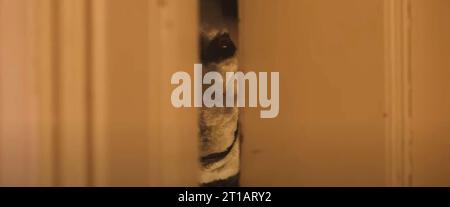 GOOD BOY, (aka ME, YOU & FRANK, aka MEG, DEG & FRANK), Nicolai Narvesen ...