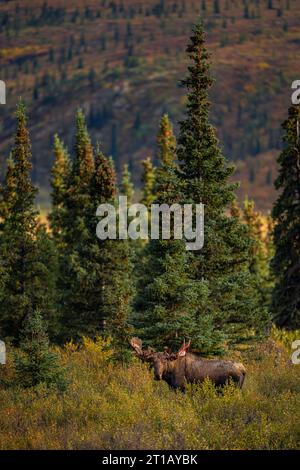 Bull Moose Scene Stock Photo - Alamy