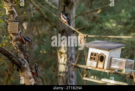 Three woodpeckers together in a bird hide looking for food Stock Photo ...