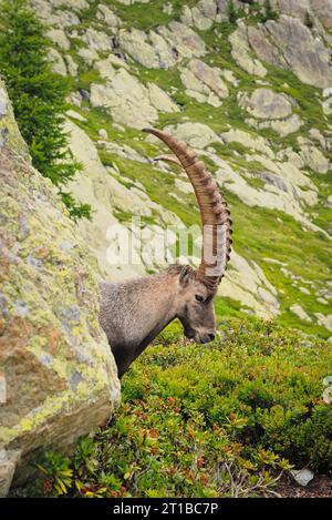 Alpine ibex head (Capra ibex) behind the rock Stock Photo - Alamy