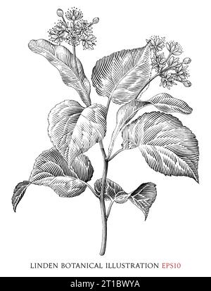 Hand-drawn tree, linden. Black and white realistic image, sketch ...