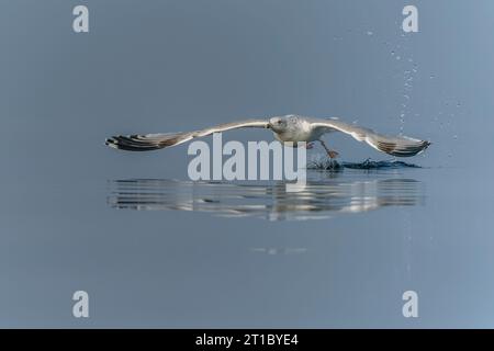 Caspian Gull (Larus cachinnans) takes off in the oder delta in Poland ...