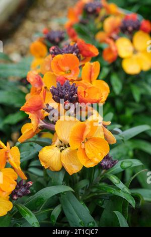 Erysimum 'Rysi Copper' flowers Stock Photo - Alamy