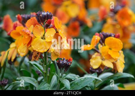 Erysimum 'Rysi Copper' flowers Stock Photo - Alamy