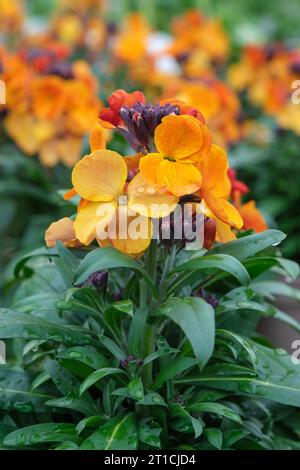 Erysimum 'Rysi Copper' flowers Stock Photo - Alamy