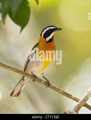 The western spindalis (Spindalis zena) is a songbird species. It was ...