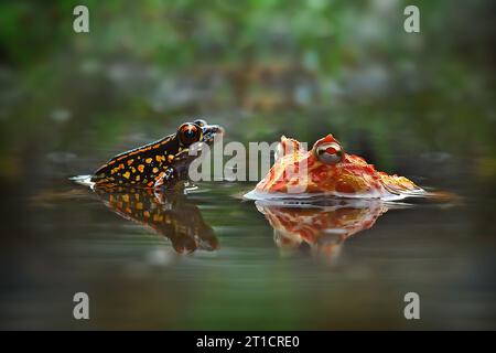 Frog riding a turtle INDONESIA THESE ADORABLE images of a Pacman frog ...