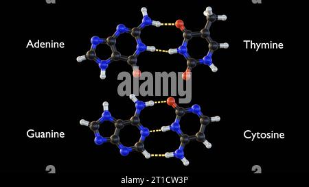 Illustration of the four nucleotide bases found in DNA ...