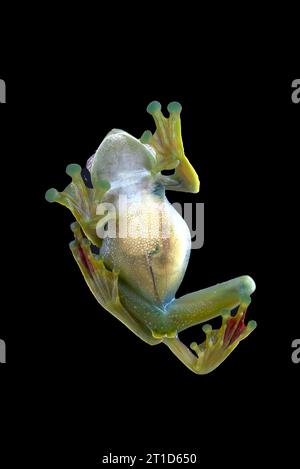 Details of a Malayan tree frog seen from below Stock Photo - Alamy
