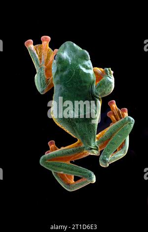 Details of a Green flying frog seen from above Stock Photo - Alamy