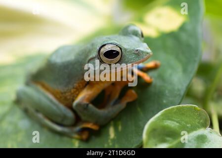 Green tree flying frog ( Rhacoporus rheinwarditii ) is in its habitat ...