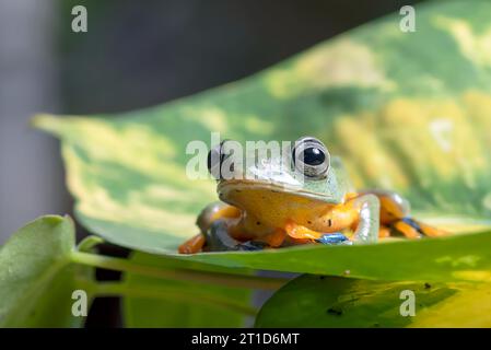 Green tree flying frog ( Rhacoporus rheinwarditii ) is in its habitat ...