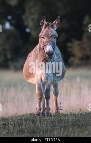pregnant donkey stands in a field Stock Photo - Alamy