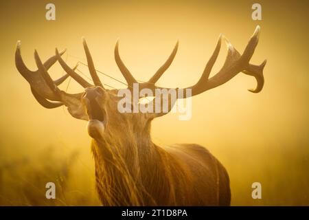 The monarch stag LONDON, ENGLAND STRIKING IMAGES of a stag bellowing in ...
