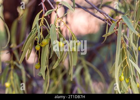 A quandong tree in central Australia produces fruit and nuts eaten by ...