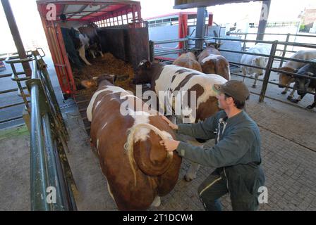 Livestock transport. Loading of bovines intended for slaughterhouse ...