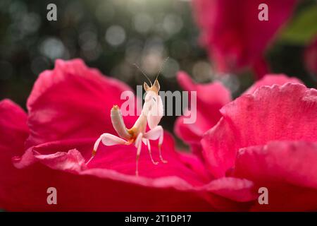 Pink Orchid Mantis in Thailand and Southeast-Asia Stock Photo - Alamy