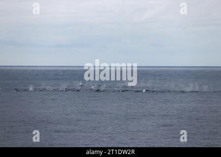 Drake Passage or Drake Strait between Argentina and Antarctica; Dorsal ...