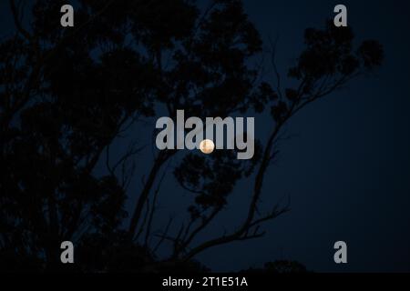 moon behind trees in the australian bush in summer Stock Photo - Alamy