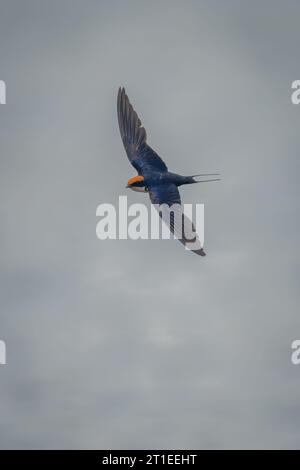 Wire-tailed swallow flies over river in sunshine Stock Photo - Alamy