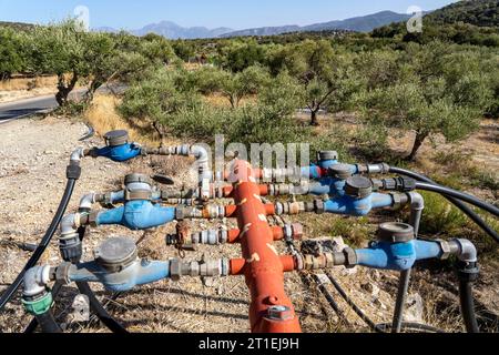 Irrigation irrigation distributor water supply of olive trees (Olea ...