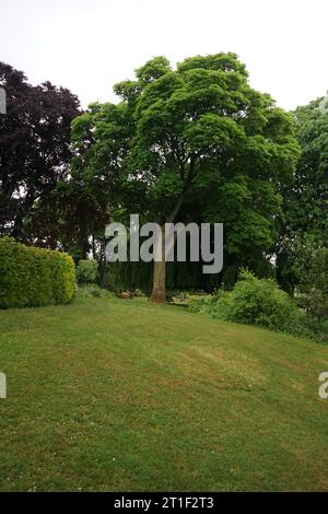 landscape photo of high tree with branches in the fog weather Stock ...