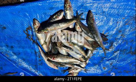 Goan fish on sale by the road side in Benaulim village in South Goa, in ...