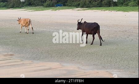 Cows going home in the evening via the beach route after grazing the ...