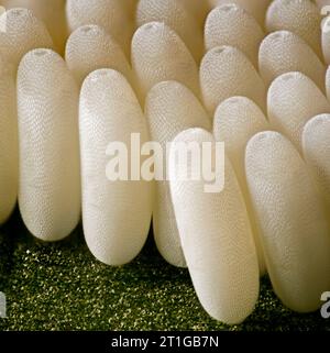 Hoverfly eggs, Helophilus pendulus, laid on the underside of a pond ...