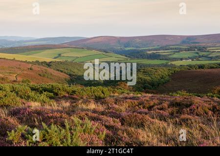 View of Porlock Common at the top of Porlock Hill in Exmoor Natioanl ...