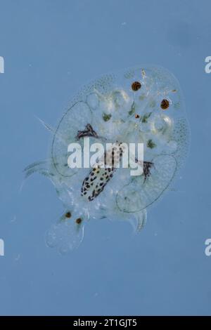Carp louse (Argulus foliaceus), fish parasite, Germany Stock Photo - Alamy