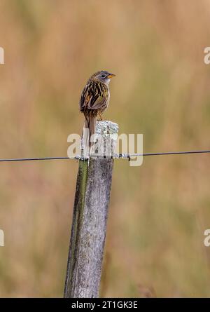 Lesser Grass-Finch (Emberizoides ypiranganus) Aves Stock Photo - Alamy