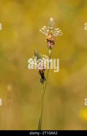 Common Plantain, Plantago Major Stock Photo - Alamy
