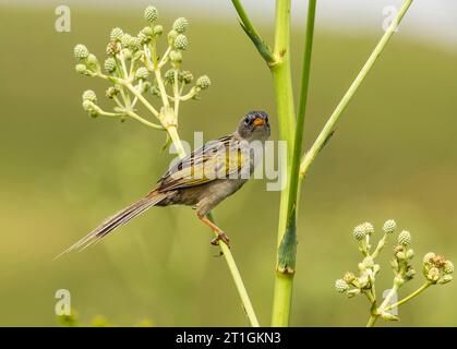 Lesser Grass-Finch (Emberizoides ypiranganus Stock Photo - Alamy