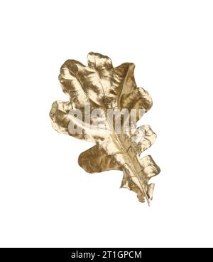 One golden oak leaf isolated on white. Autumn season Stock Photo - Alamy