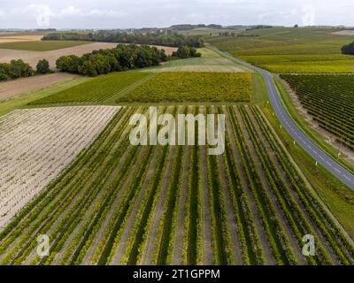 Harvest time on vineyards of Cognac white wine region, Charente, ripe ...