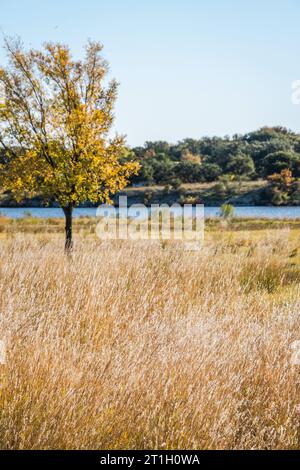 Astor flowers in full bloom during the autumn/fall season, feeding ...