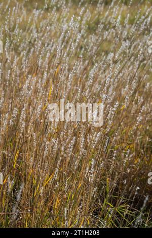 Astor flowers in full bloom during the autumn/fall season, feeding ...