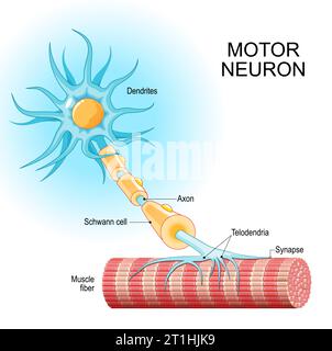 Schwann cell anatomy. Structure of neuron with myelin sheath. Detailed ...