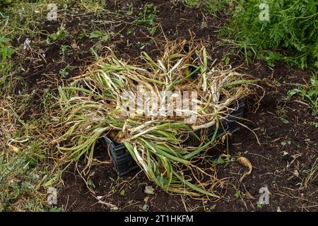 Onions with green leaves laid out for drying in a black plastic ...